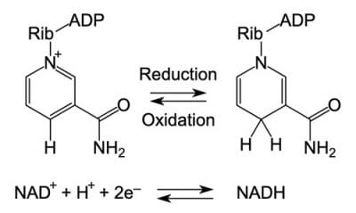 10 Potent Ways To Boost NAD+ Naturally (Without NMN Or NR)