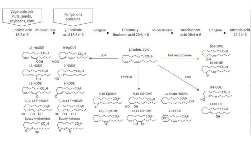 Toxic Seed Oils: Are These Omega-6 Fats Worse Than Cigarettes?